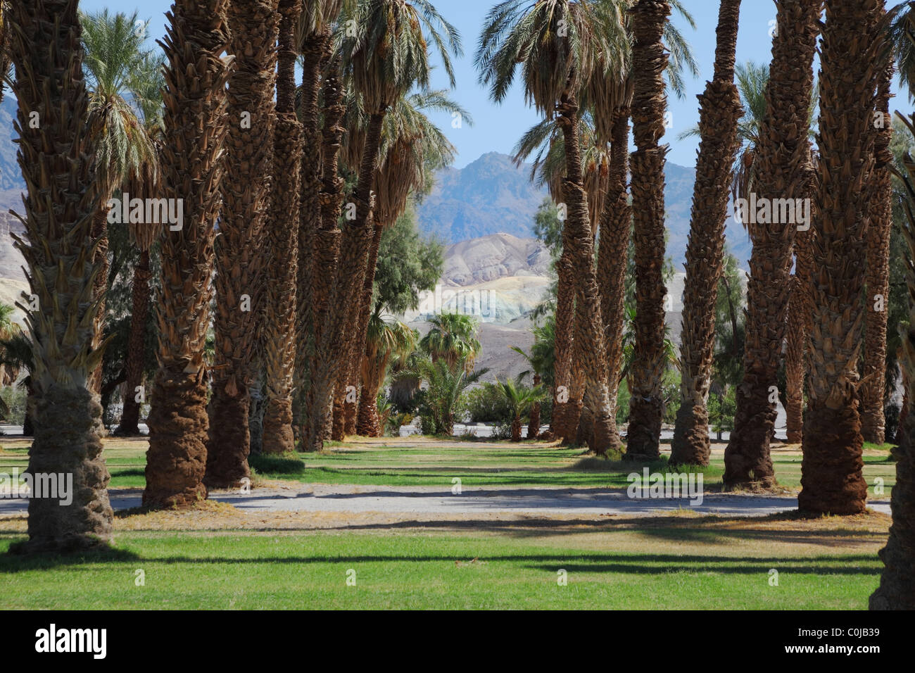 Avenue in the palm grove in the oasis Furnace Creek in Death Valley ...