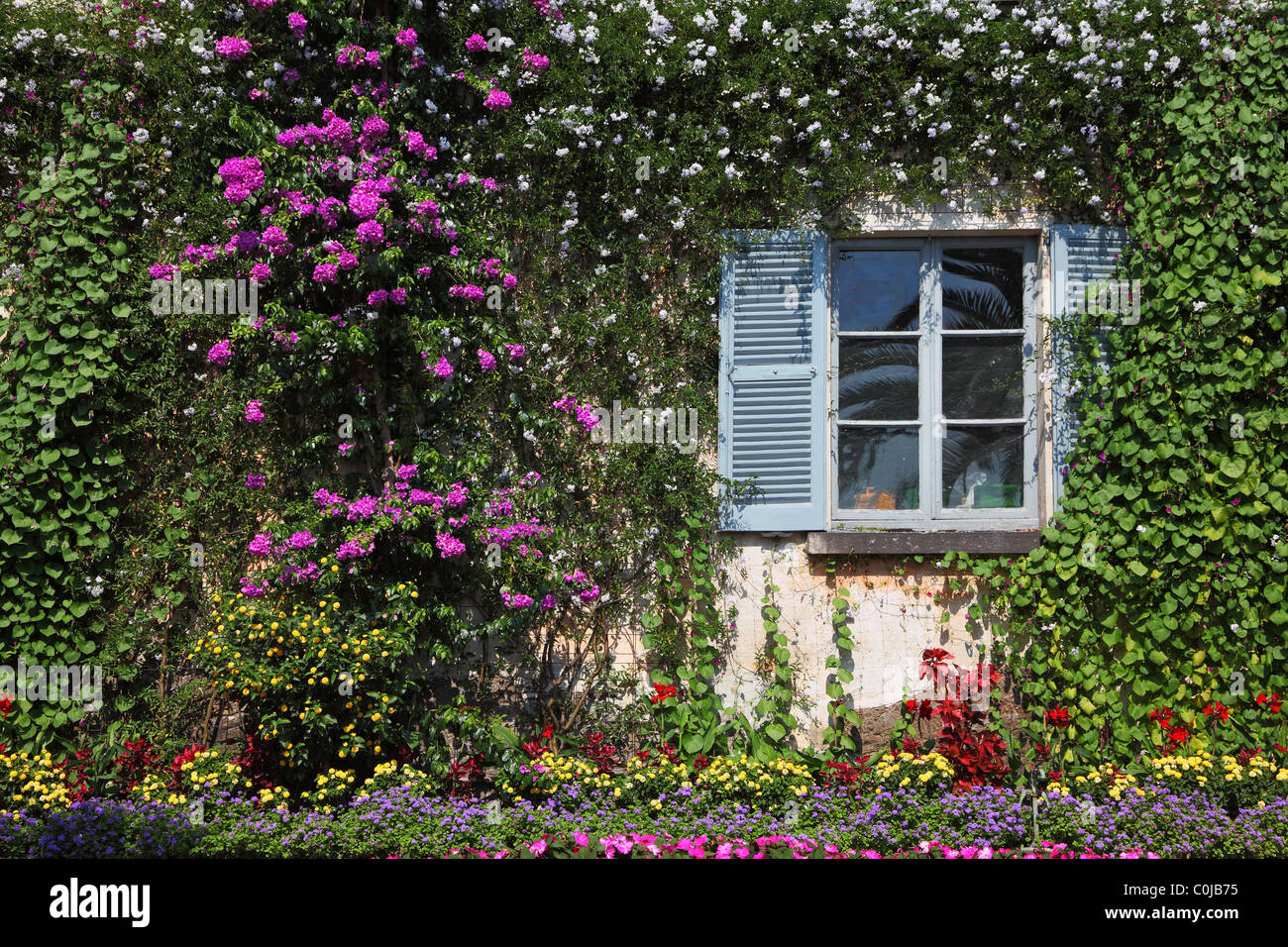 Wall and window, overgrown with flowers Stock Photo - Alamy
