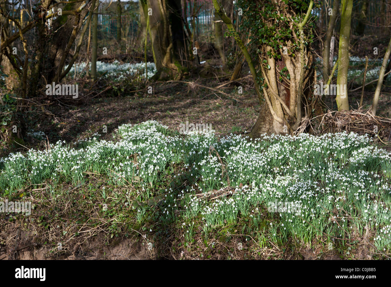 Drift of snowdrops hi-res stock photography and images - Alamy