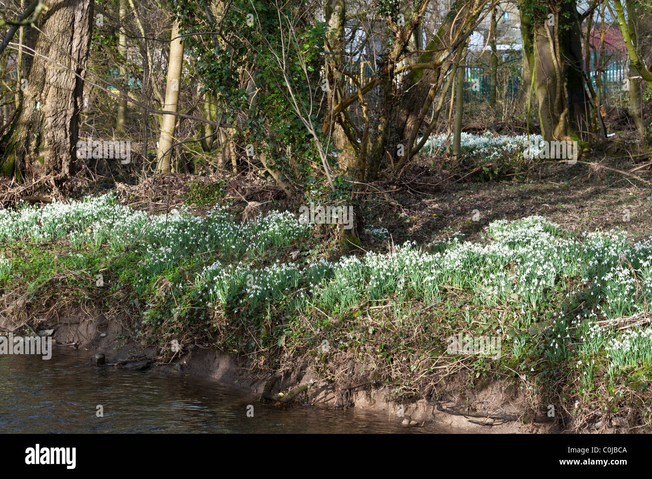 Bank flower hi-res stock photography and images - Alamy
