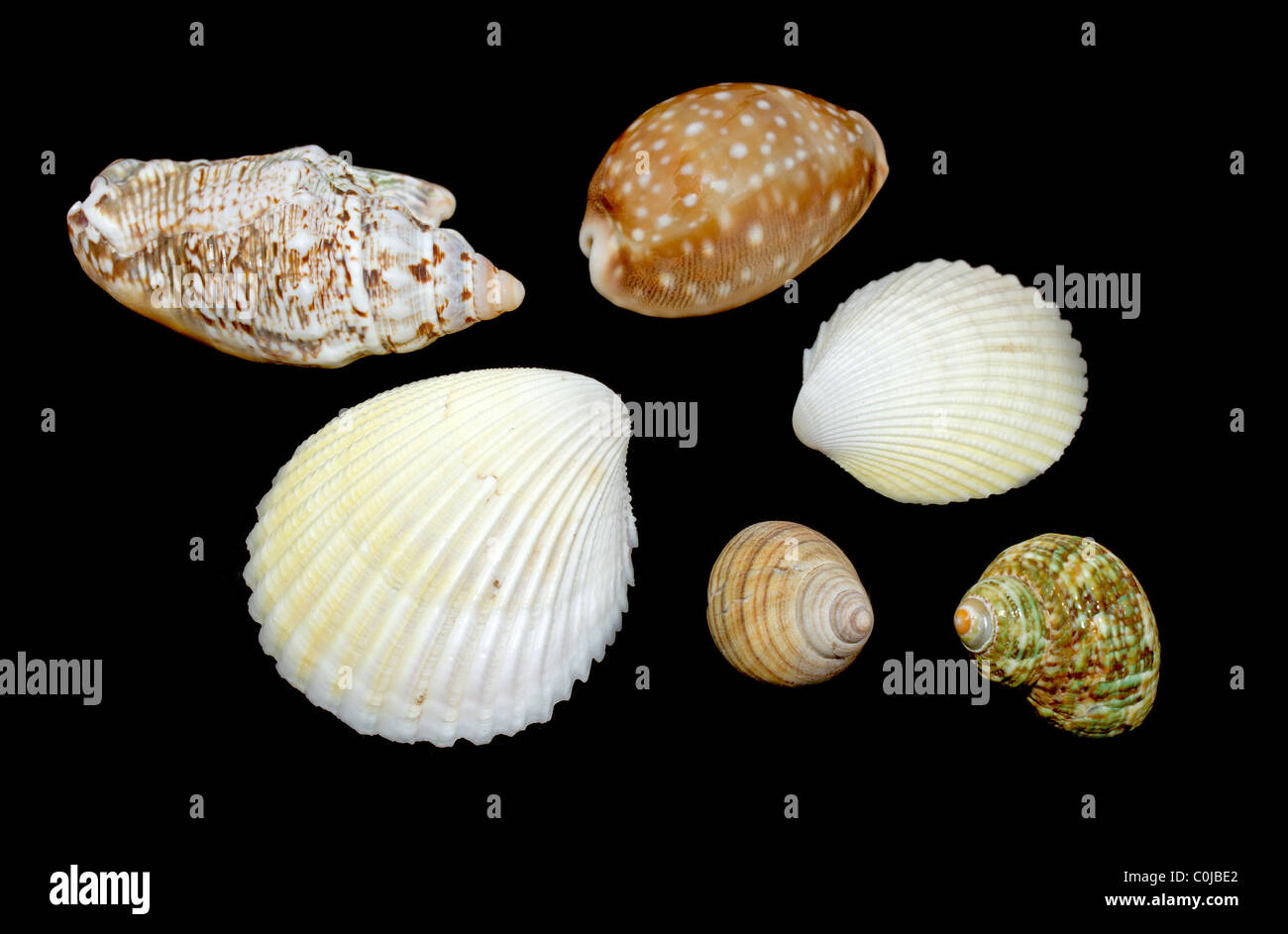 Shells on black background Stock Photo - Alamy