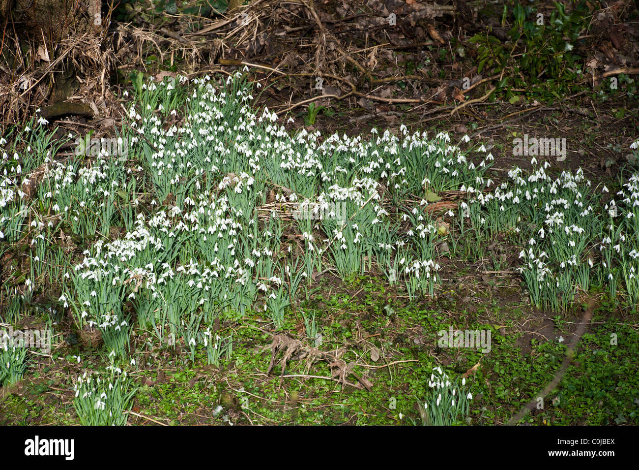 Drift of snowdrops hi-res stock photography and images - Alamy