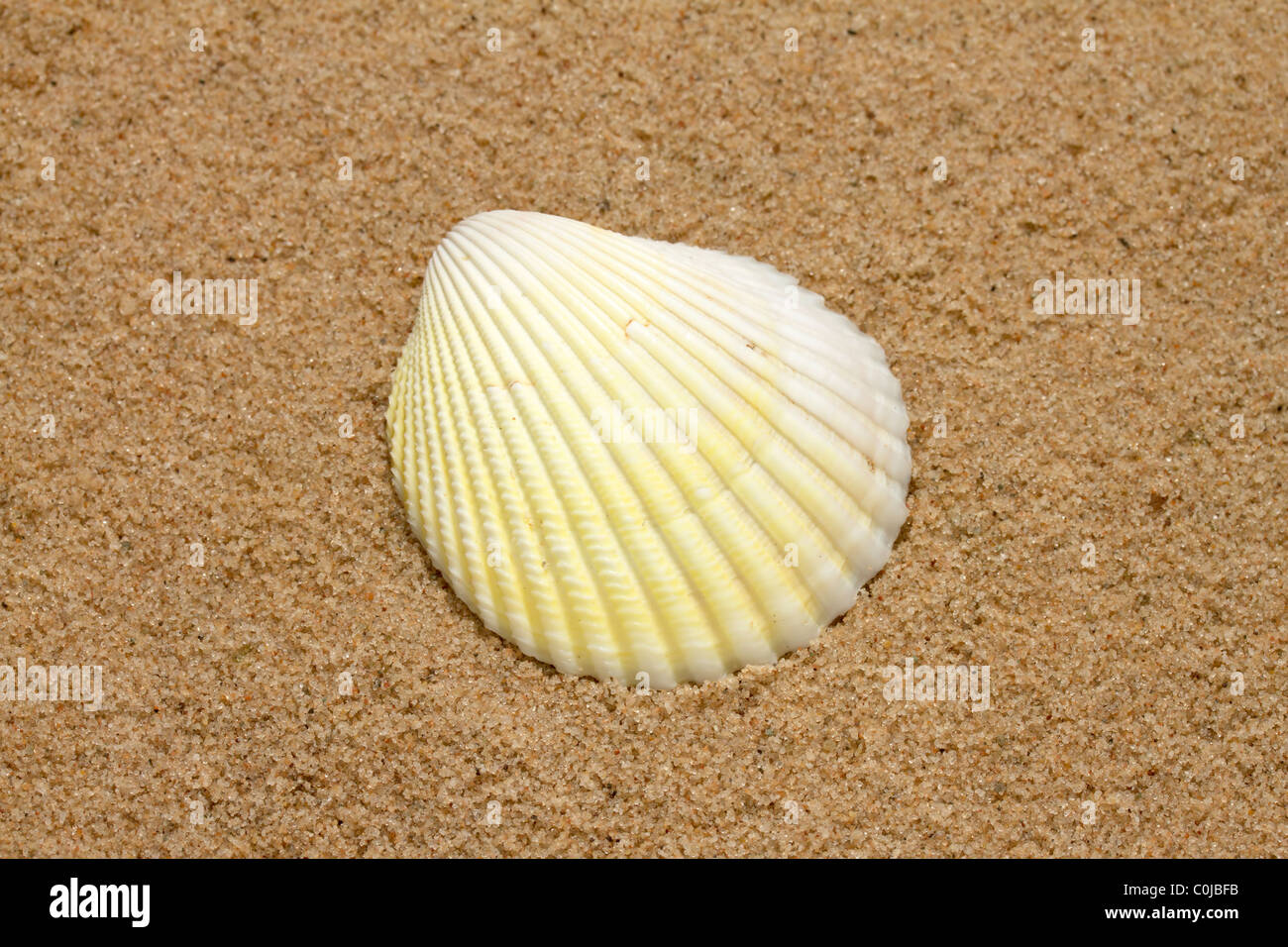 Single sea shell on sandy beach Stock Photo - Alamy