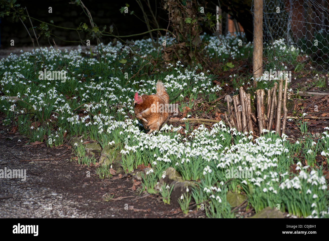 Hen and chicken flower hi-res stock photography and images - Alamy