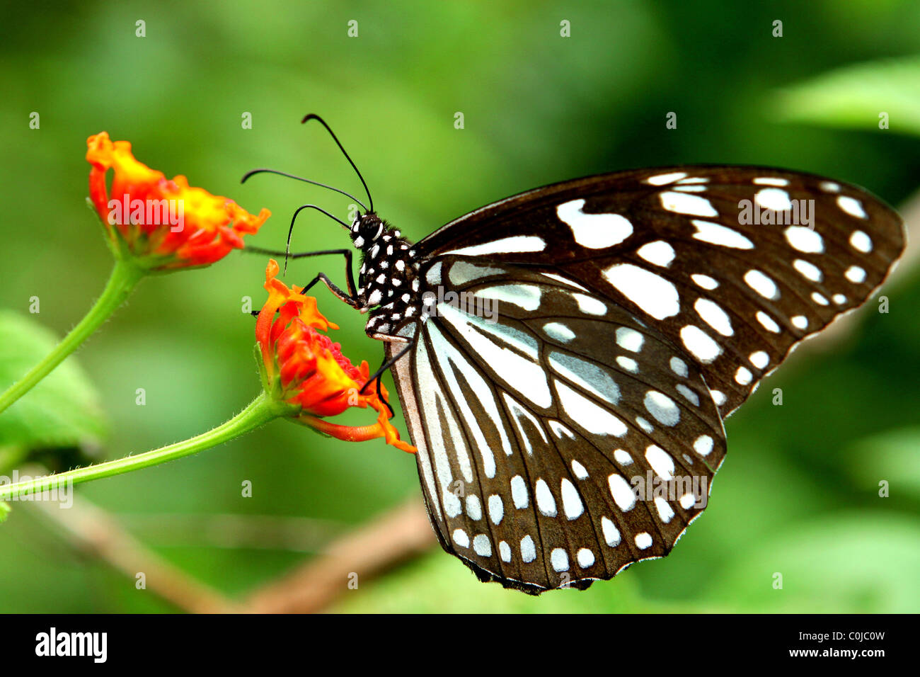 Butterfly, Blue Tiger, Tiger Stock Photo - Alamy