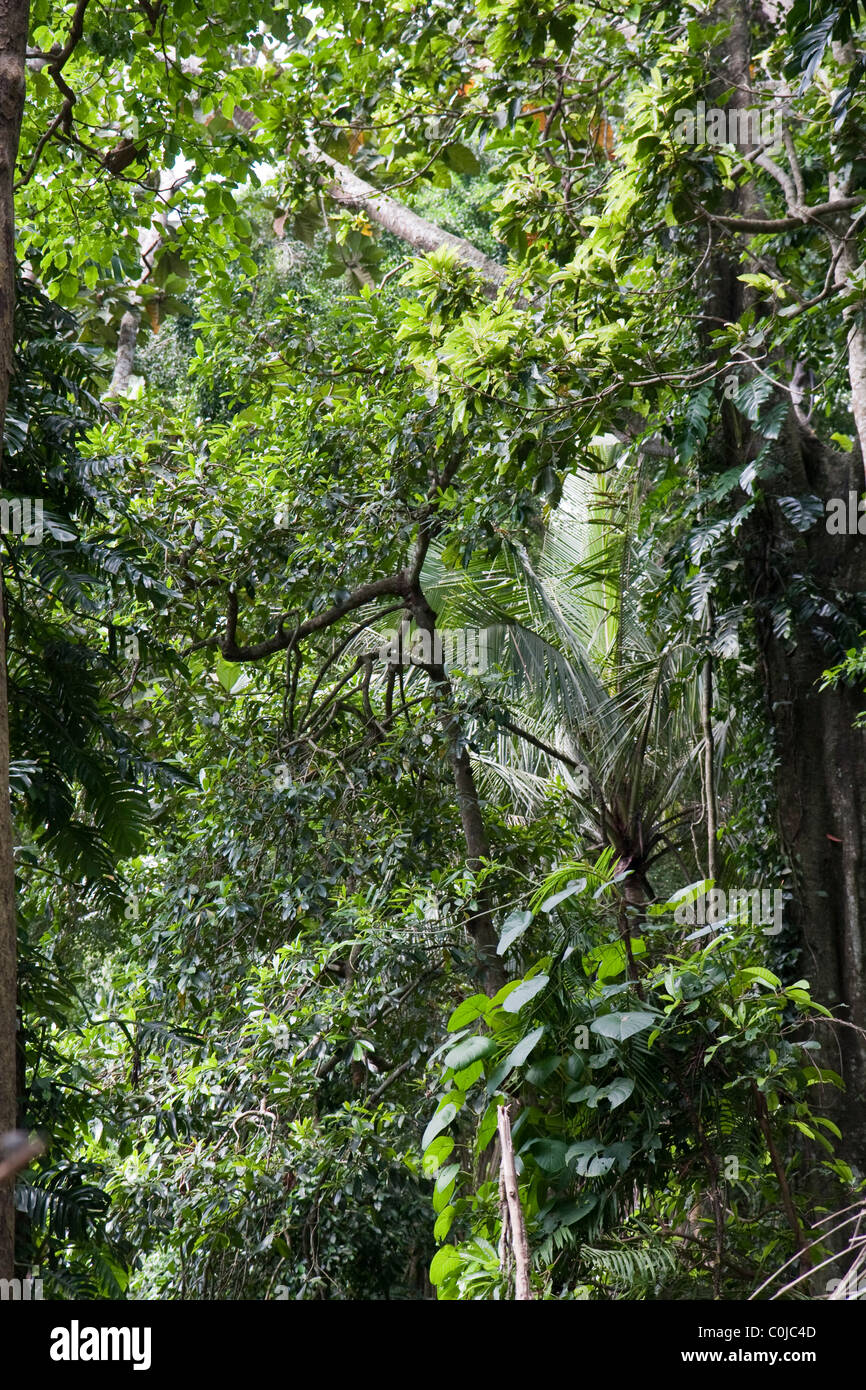 Rainforest bali hi-res stock photography and images - Alamy