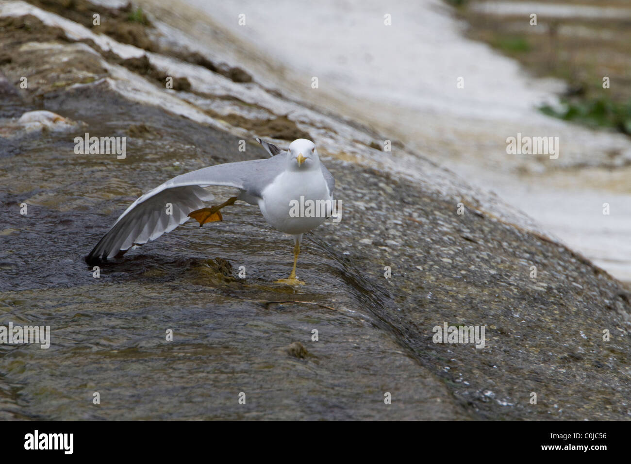 Yellow Legged Gull ((Larus cachinnans) wing stretching Stock Photo - Alamy