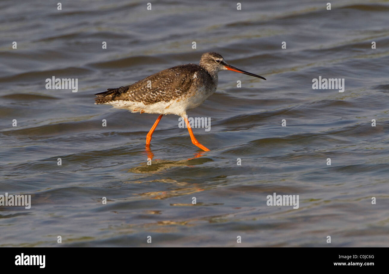 Spotted tringa hi-res stock photography and images - Alamy
