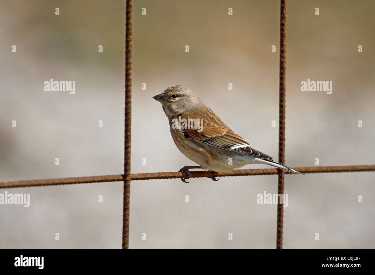 Female common linnet hi-res stock photography and images - Alamy