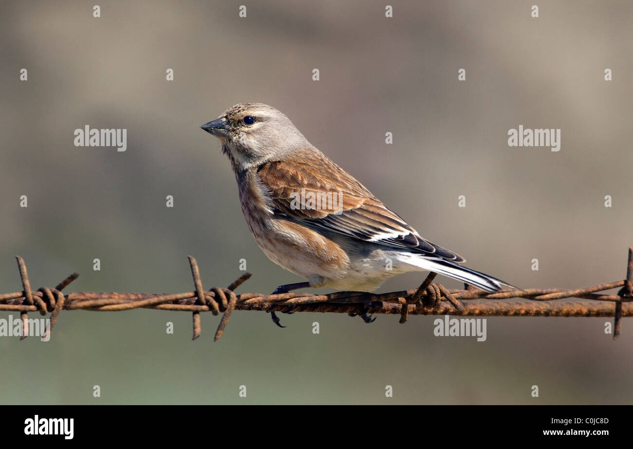 Female linnet bird hi-res stock photography and images - Alamy