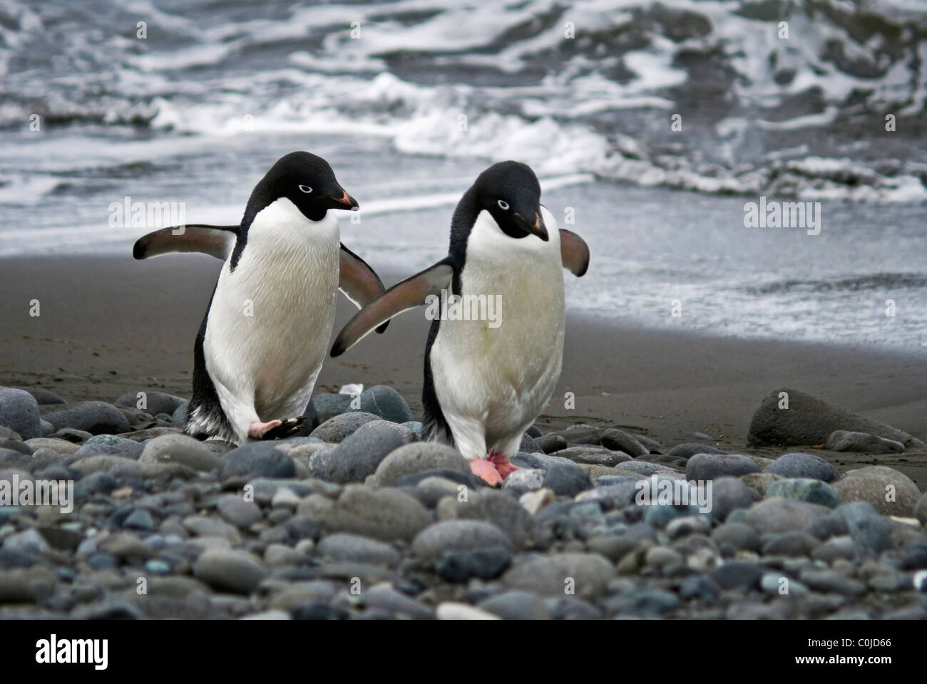 Flightless birds antarctica hi-res stock photography and images - Alamy