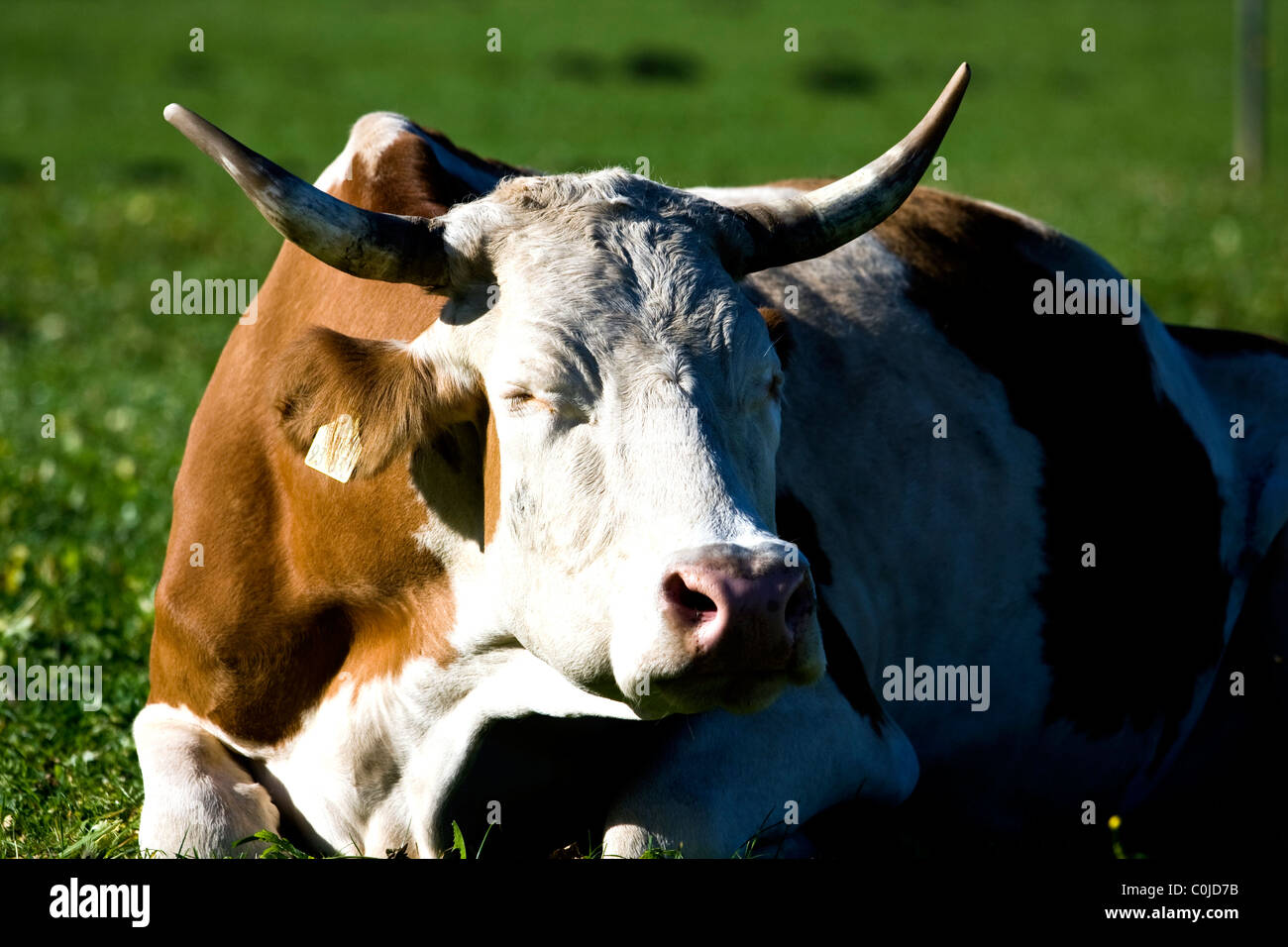 Happy German cow sleeps on green grass Stock Photo - Alamy