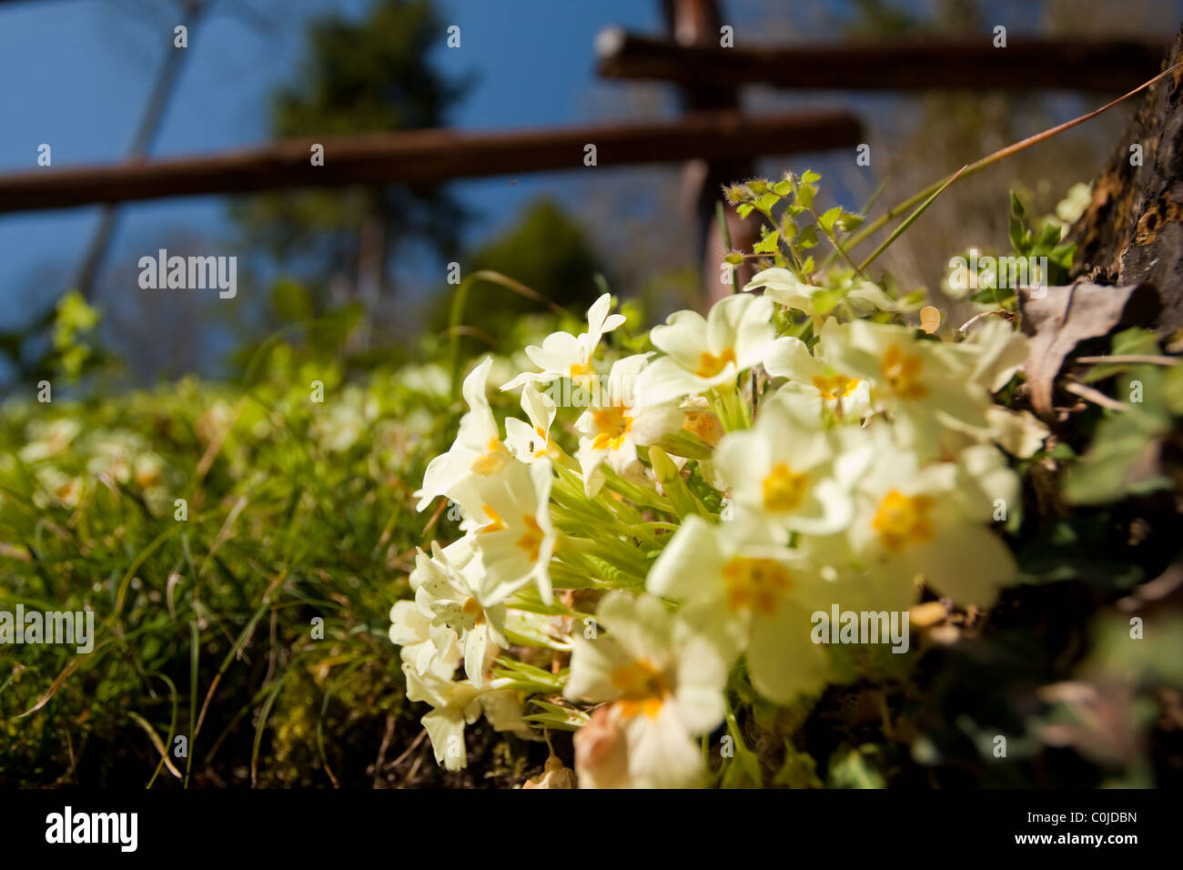 Yellow primrose hi-res stock photography and images - Alamy