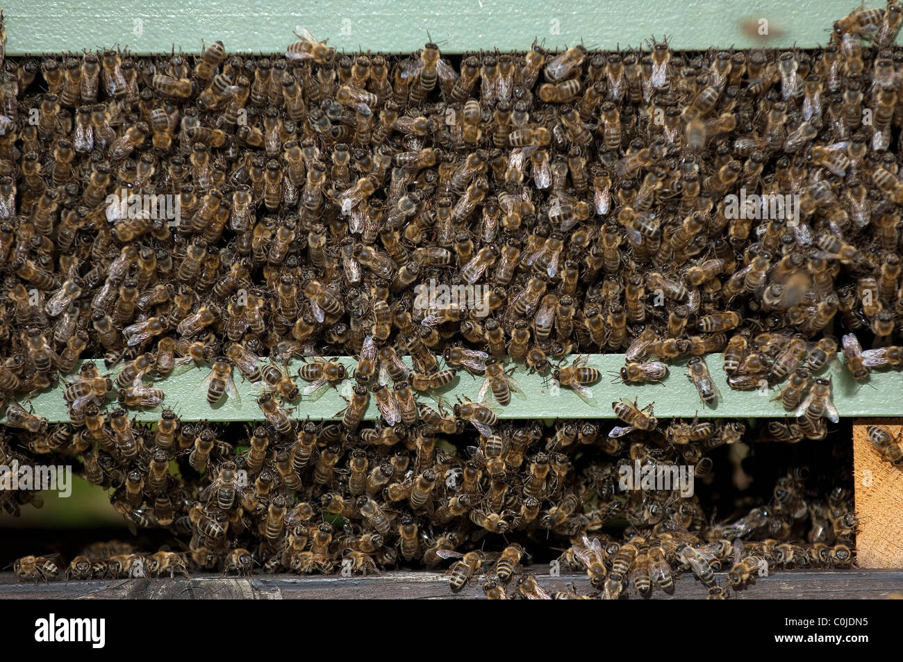 European Honey Bee. A large part of the hive population spends its time ...