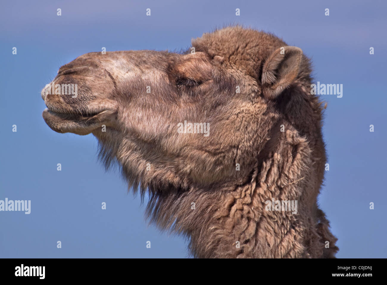 beautiful camel portrait Stock Photo - Alamy