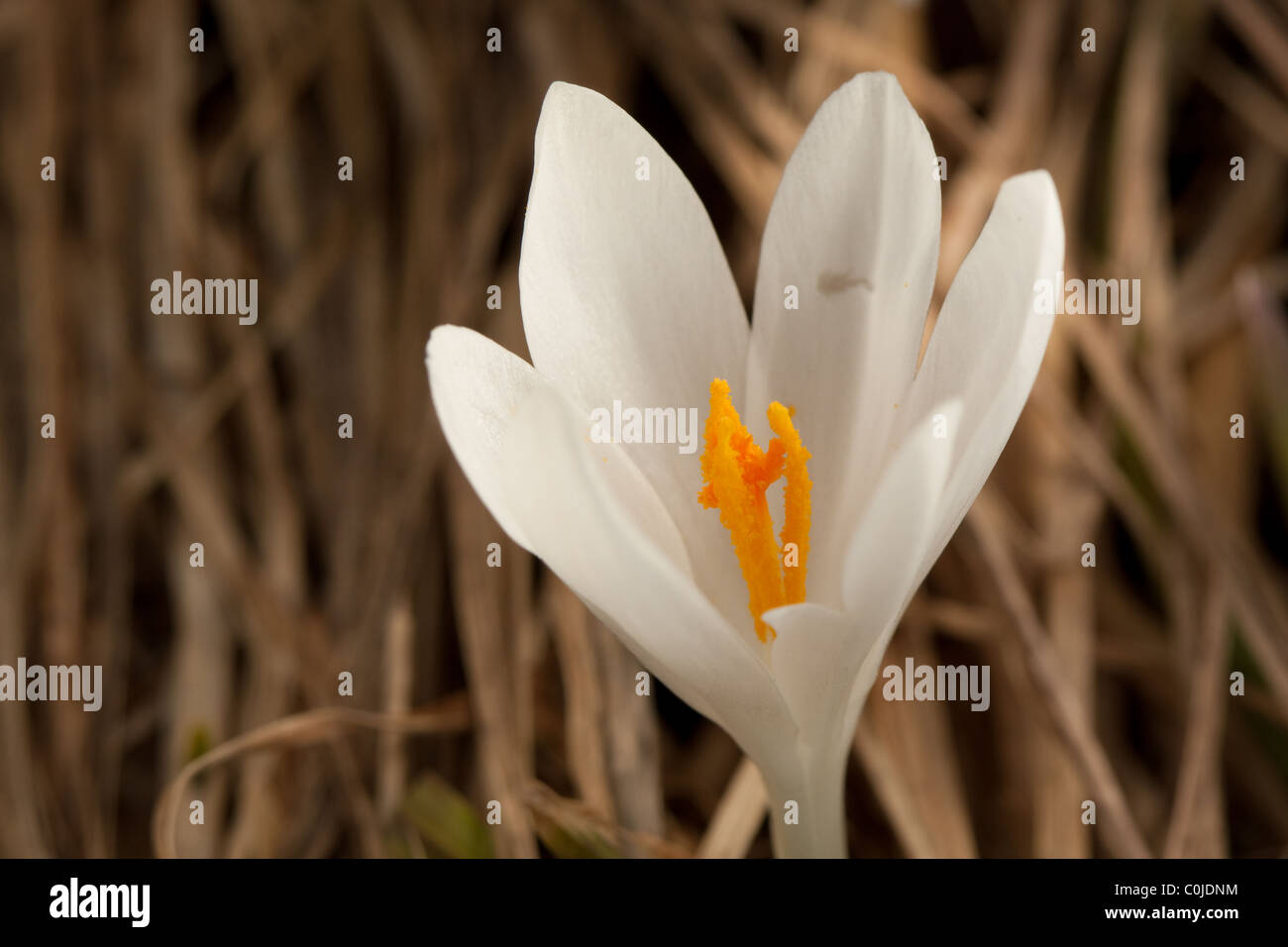 Single white crocus hi-res stock photography and images - Alamy