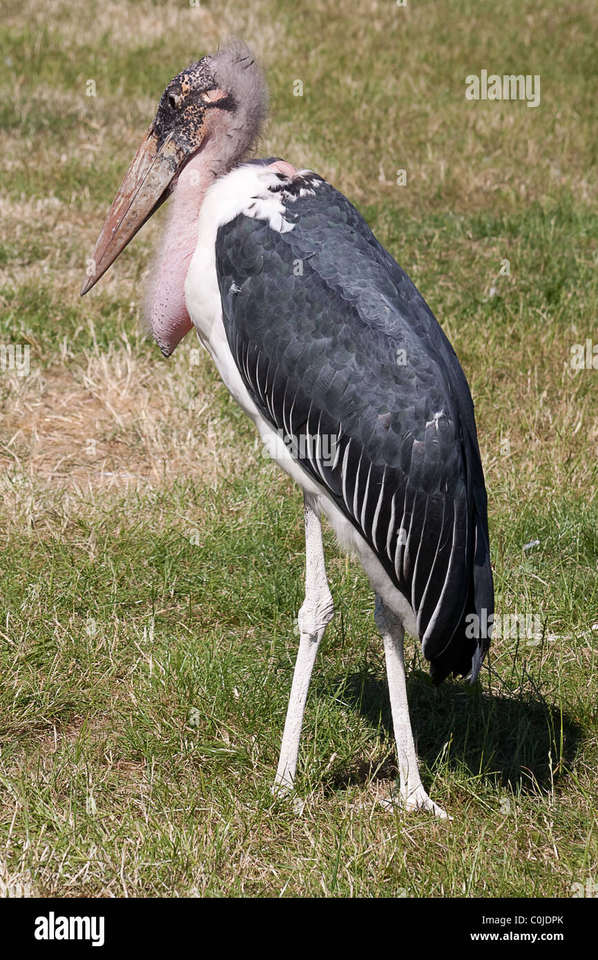 Gray stork hi-res stock photography and images - Alamy