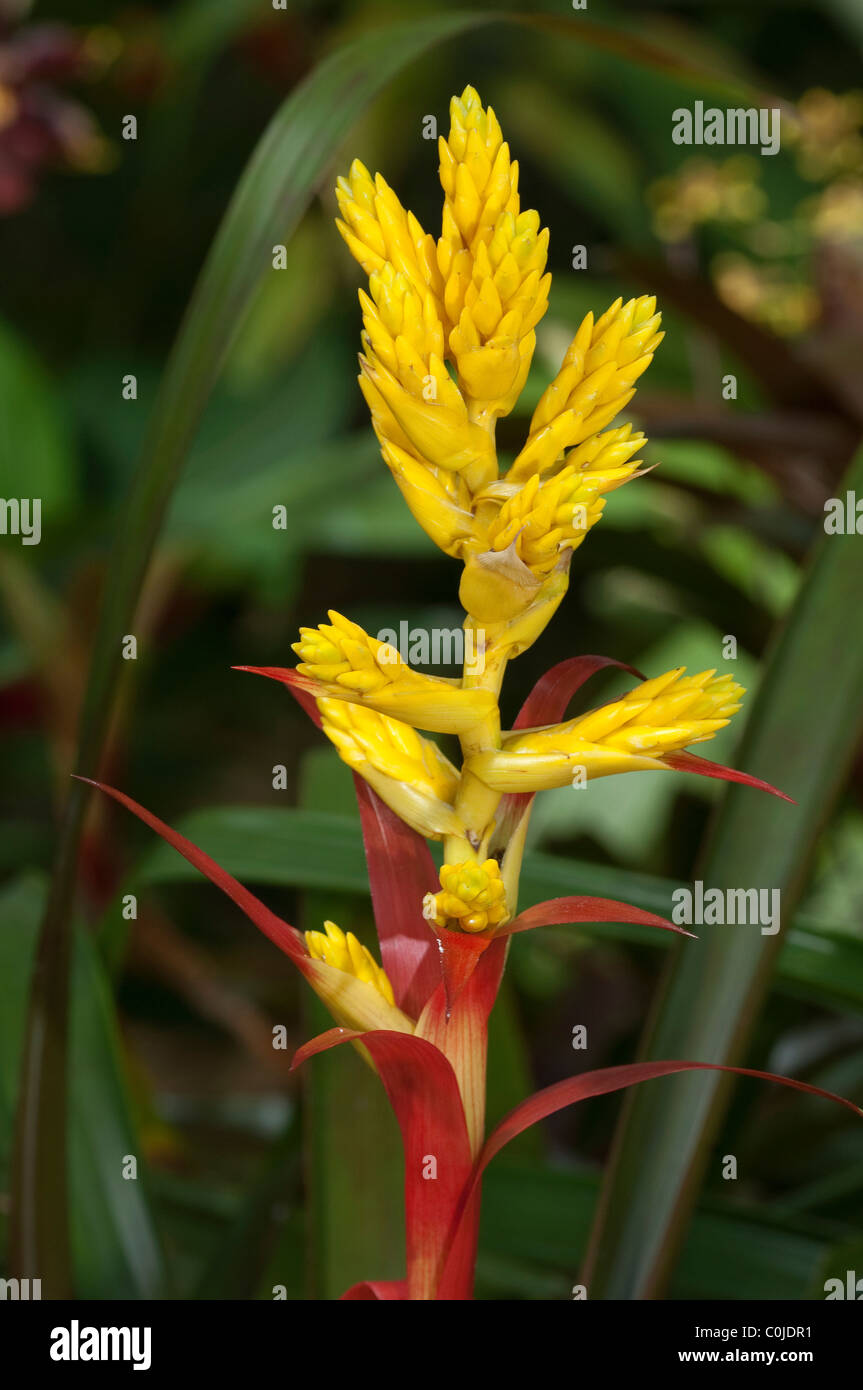 Guzmania, Bromeliad Guzmania Rana (Guzmania hybride Rana ...