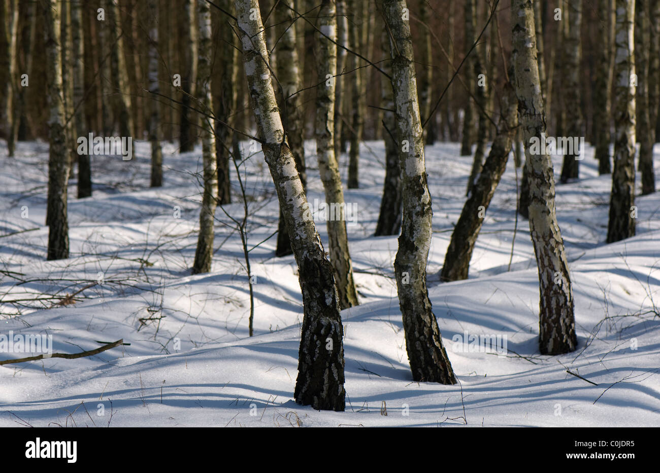 Birch forest winter Stock Photo - Alamy