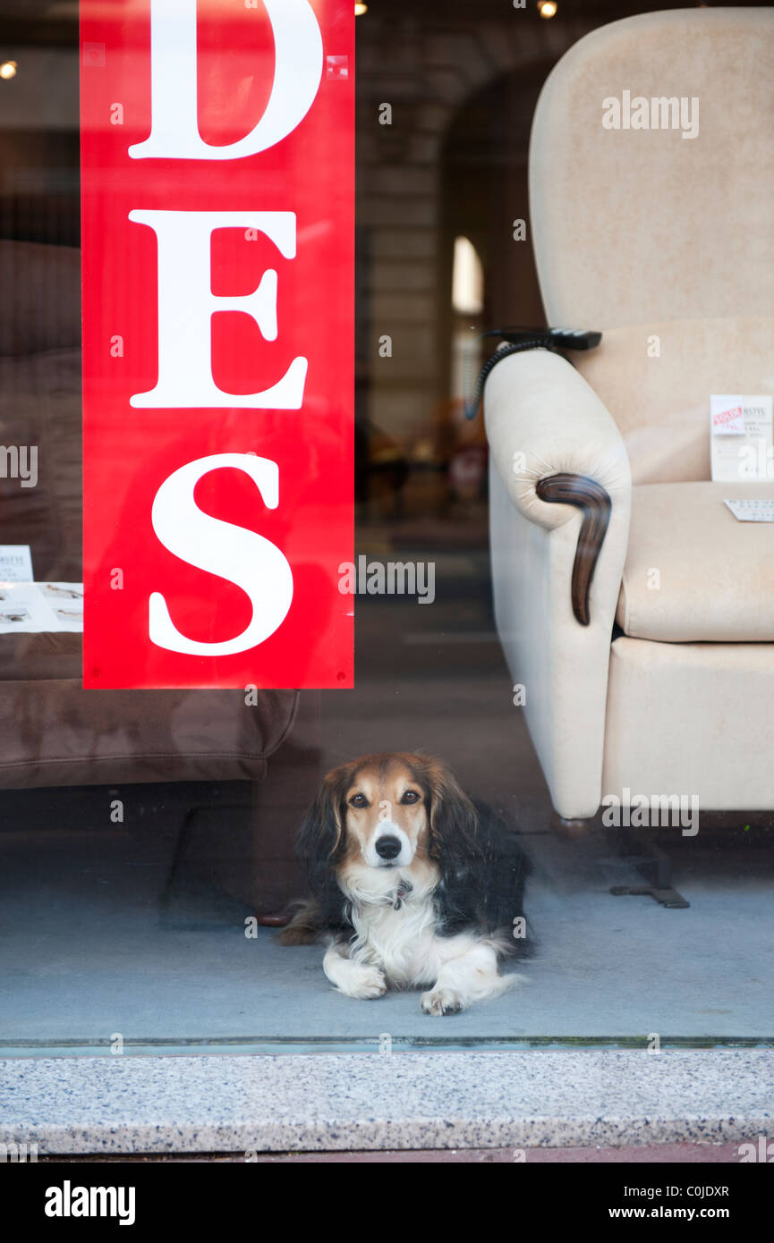 Stock photo of a dog in a shop window Stock Photo - Alamy
