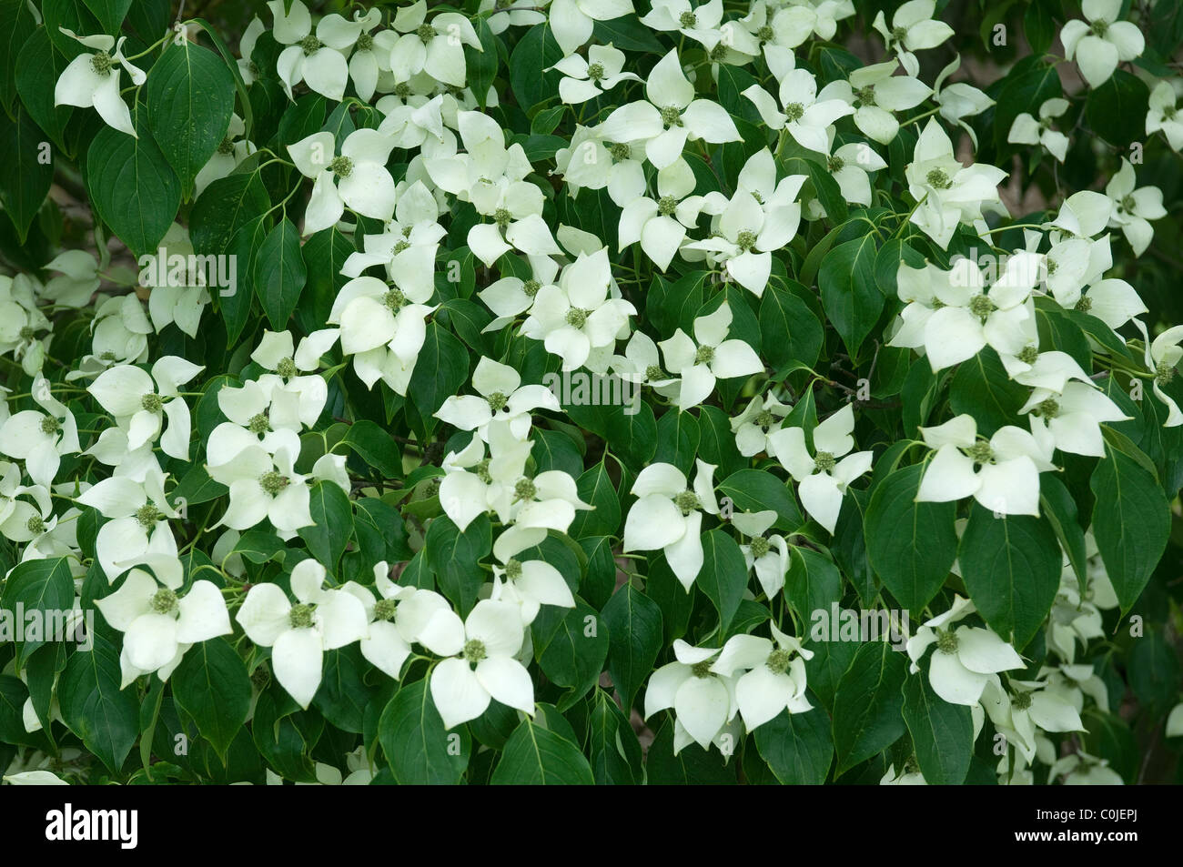 Flowering Dogwood (Cornus florida), variety: Cherokee Sunset, flowering ...
