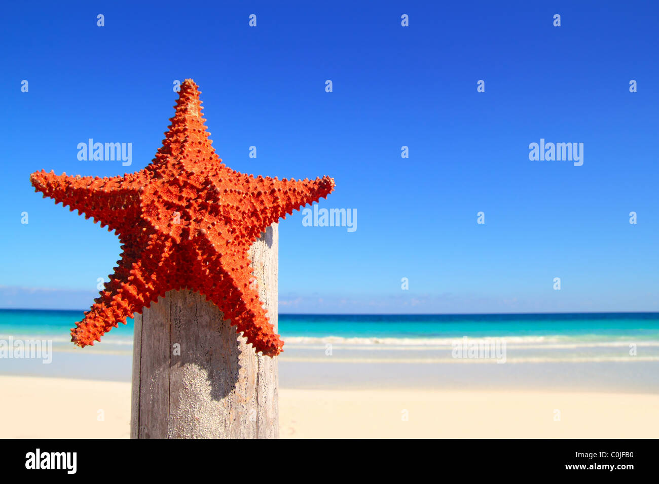 beautiful caribbean starfish on wood pole beach Stock Photo - Alamy