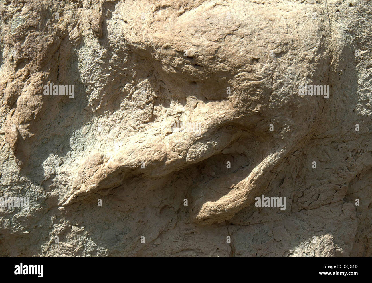 Fossil footprint found in hi-res stock photography and images - Alamy