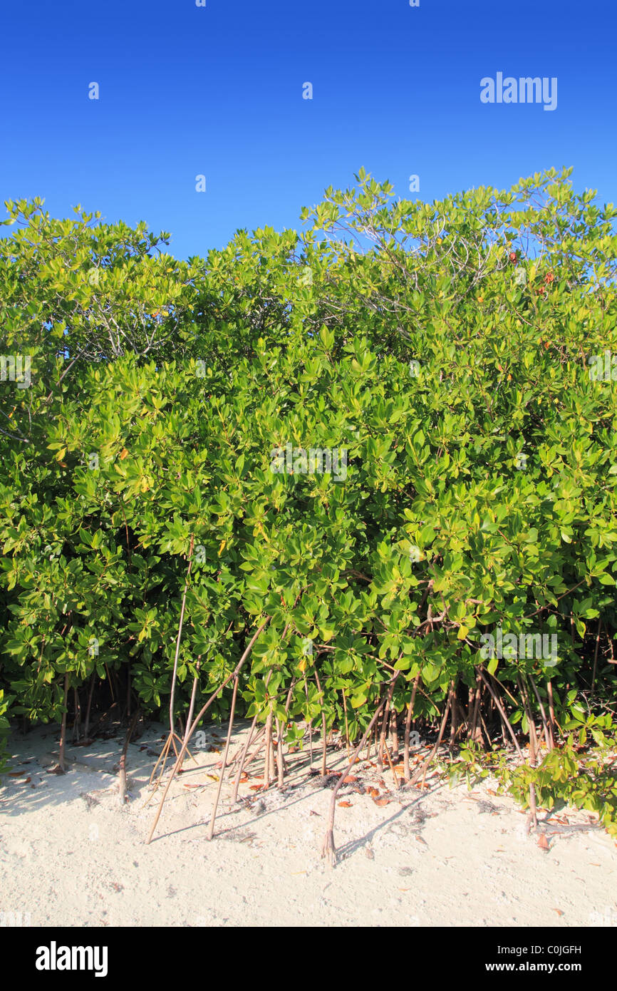 In Mangrove Stock Photos & In Mangrove Stock Images - Alamy