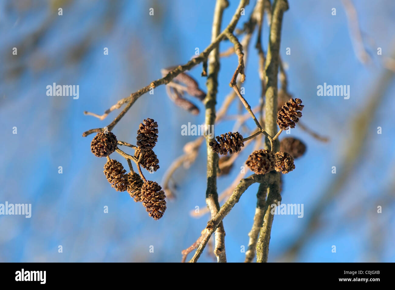 Golden alder tree hi-res stock photography and images - Alamy
