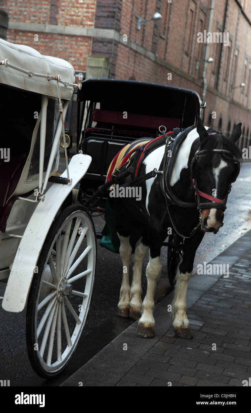 Sad-looking Dublin carriage horse, Guinness Brewery, Dublin, Ireland ...