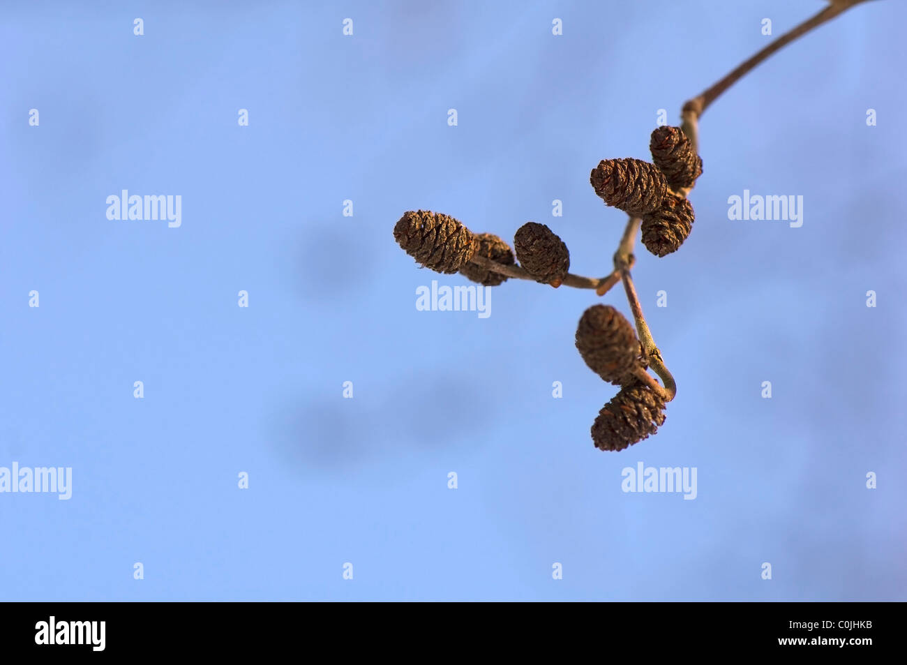 Golden alder tree hi-res stock photography and images - Alamy