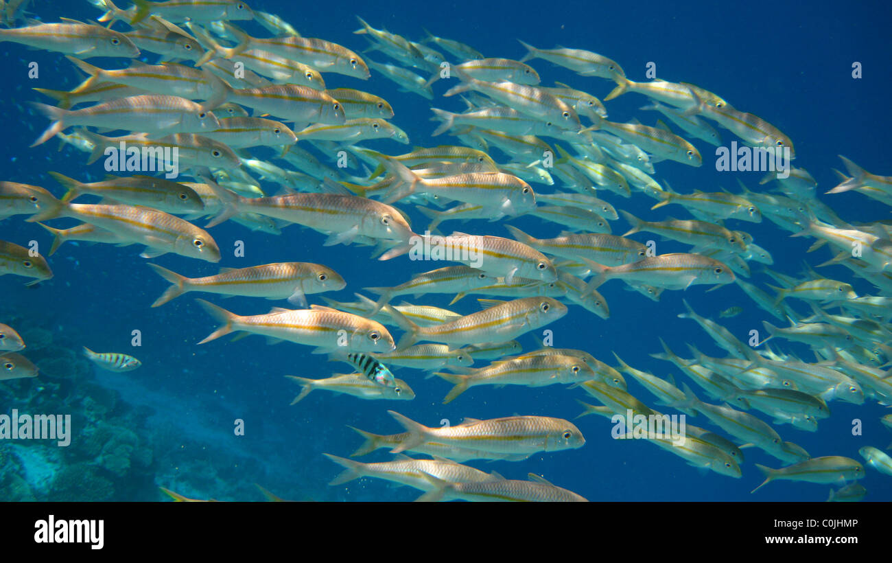 Large shoal of fish in deep water in the Maldives Stock Photo - Alamy