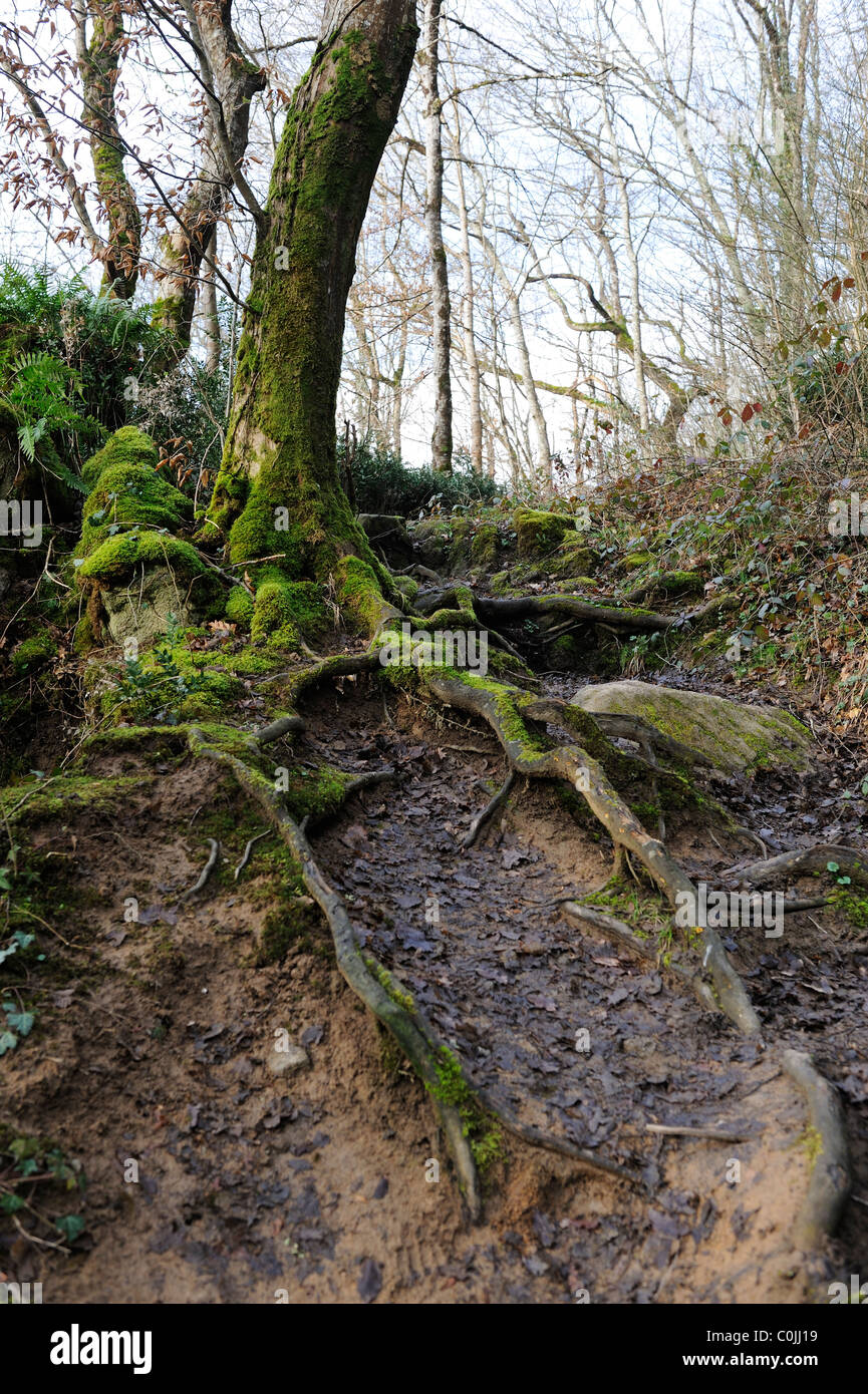 Stock photo of exposed tree roots Stock Photo - Alamy