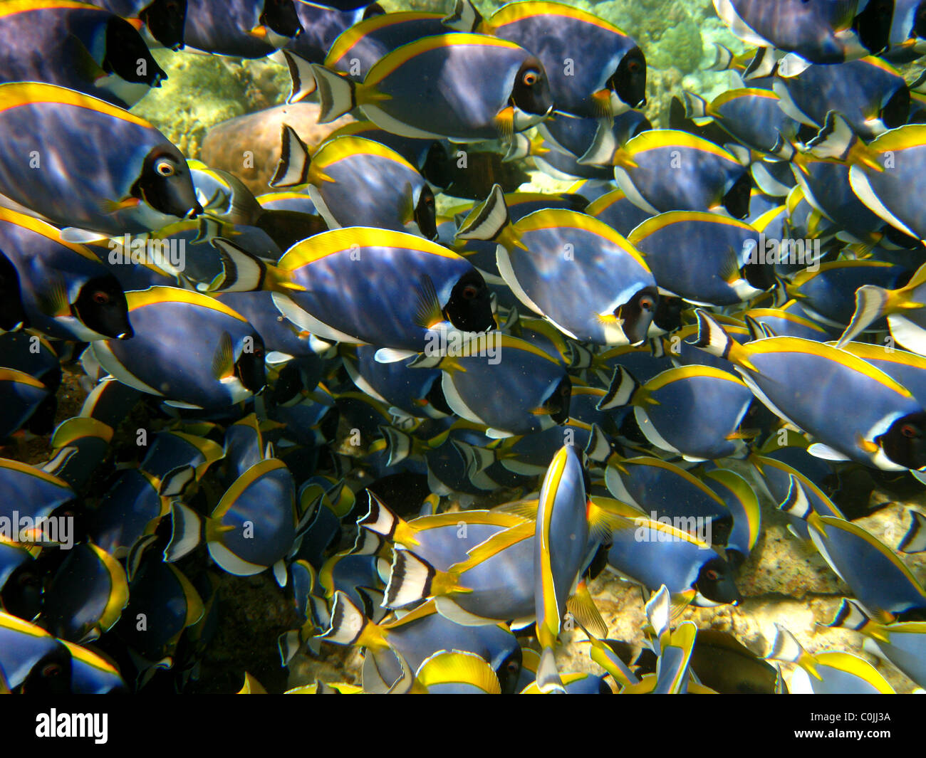 Powder blue surgeon fish, Maldives Stock Photo - Alamy