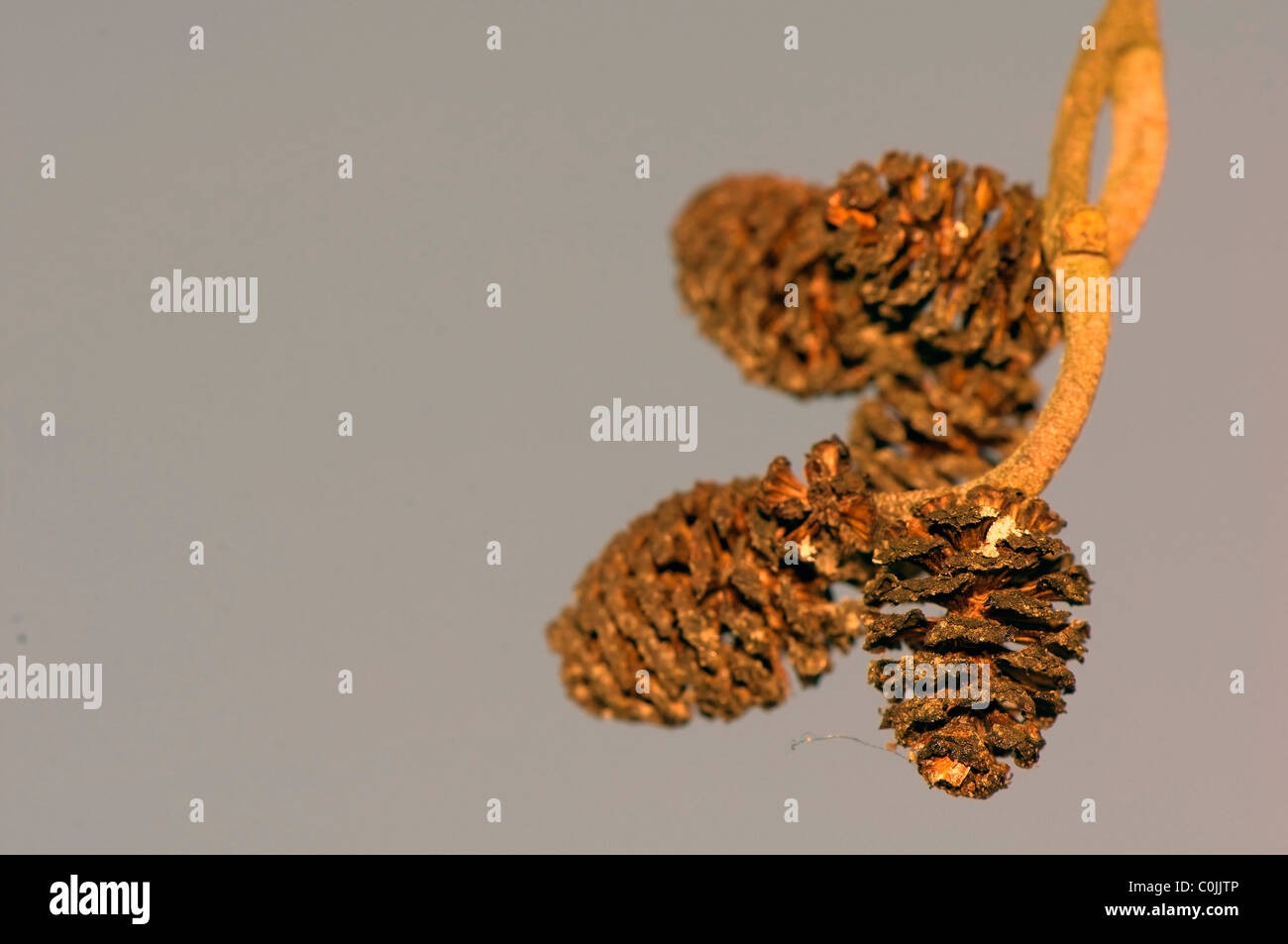 Golden alder tree hi-res stock photography and images - Alamy