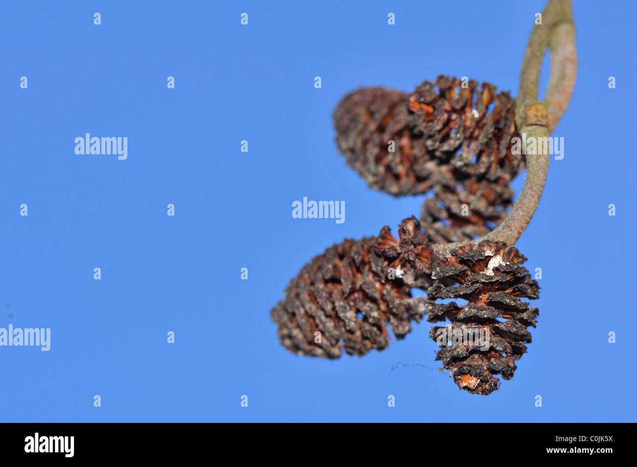 Golden alder tree hi-res stock photography and images - Alamy