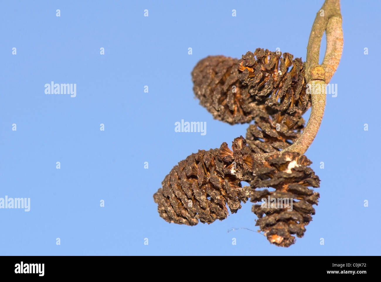 Golden alder tree hi-res stock photography and images - Alamy