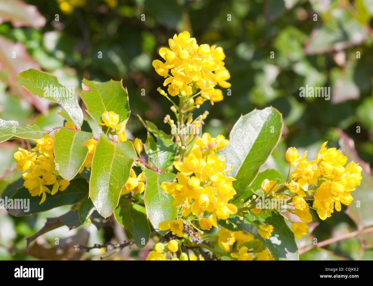 Beautiful spring plant with yellow flowers (macro Stock Photo - Alamy