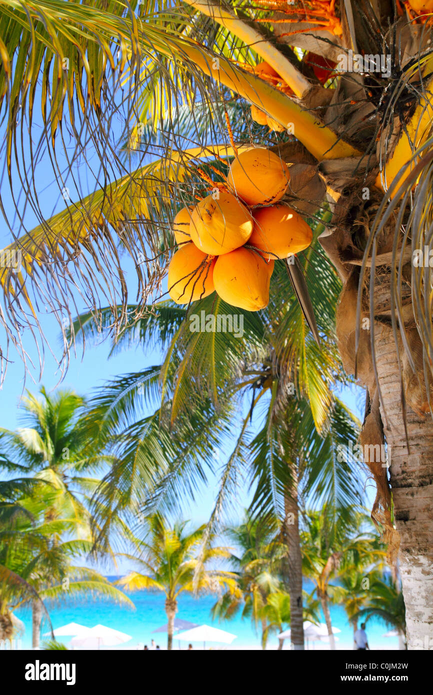 coconut palm trees in Caribbean tropical beach Stock Photo - Alamy