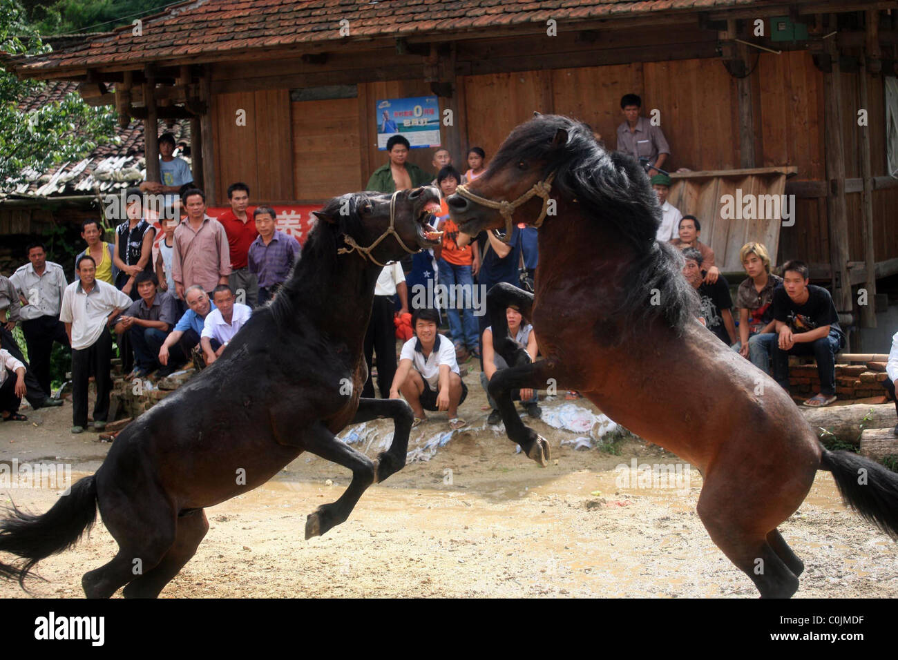 HORSE FIGHT HORROR GOES ON These horrifying pictures show that horse ...