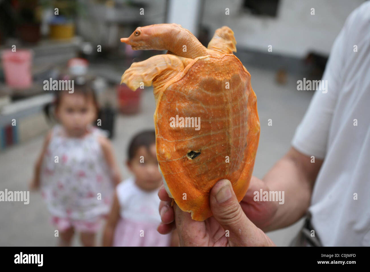 GOLDEN TORTOISE Although this brightly-coloured tortoise looks like he ...