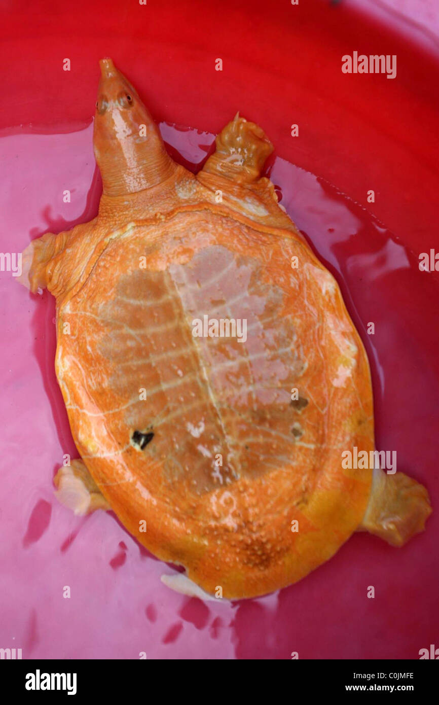 GOLDEN TORTOISE Although this brightly-coloured tortoise looks like he ...