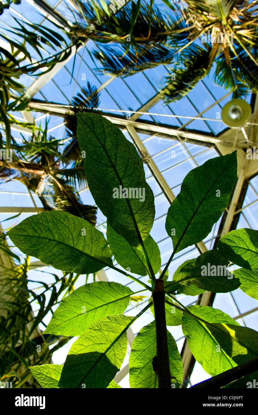 Green leaves of a tropical plant inside the Pavilion conservatory or ...