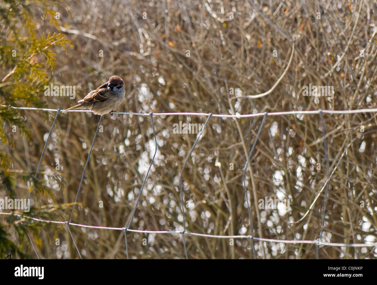 Passer montanus house hi-res stock photography and images - Alamy