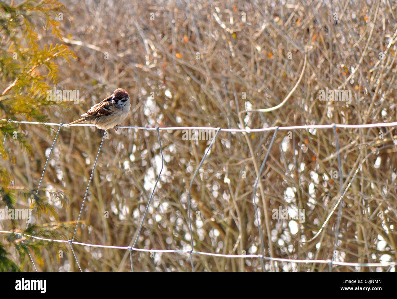 Passer montanus house hi-res stock photography and images - Alamy