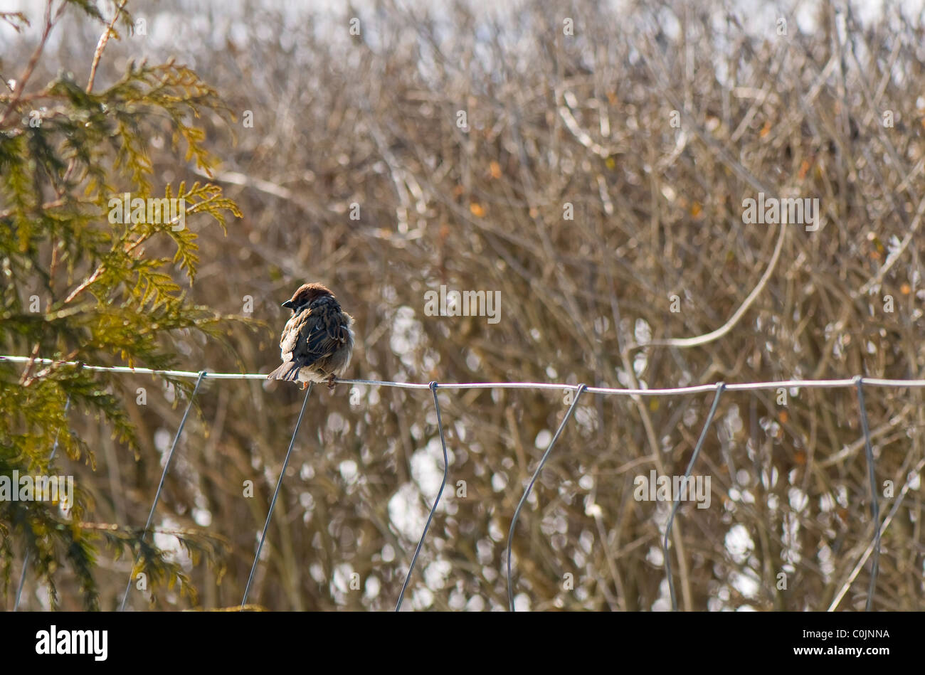Passer montanus house hi-res stock photography and images - Alamy