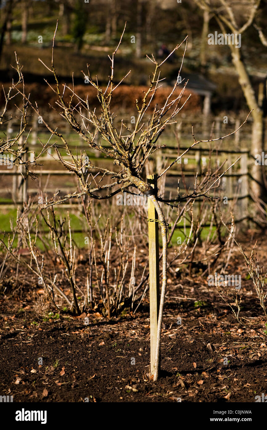 Gooseberry Bush Stock Photos & Gooseberry Bush Stock Images - Alamy