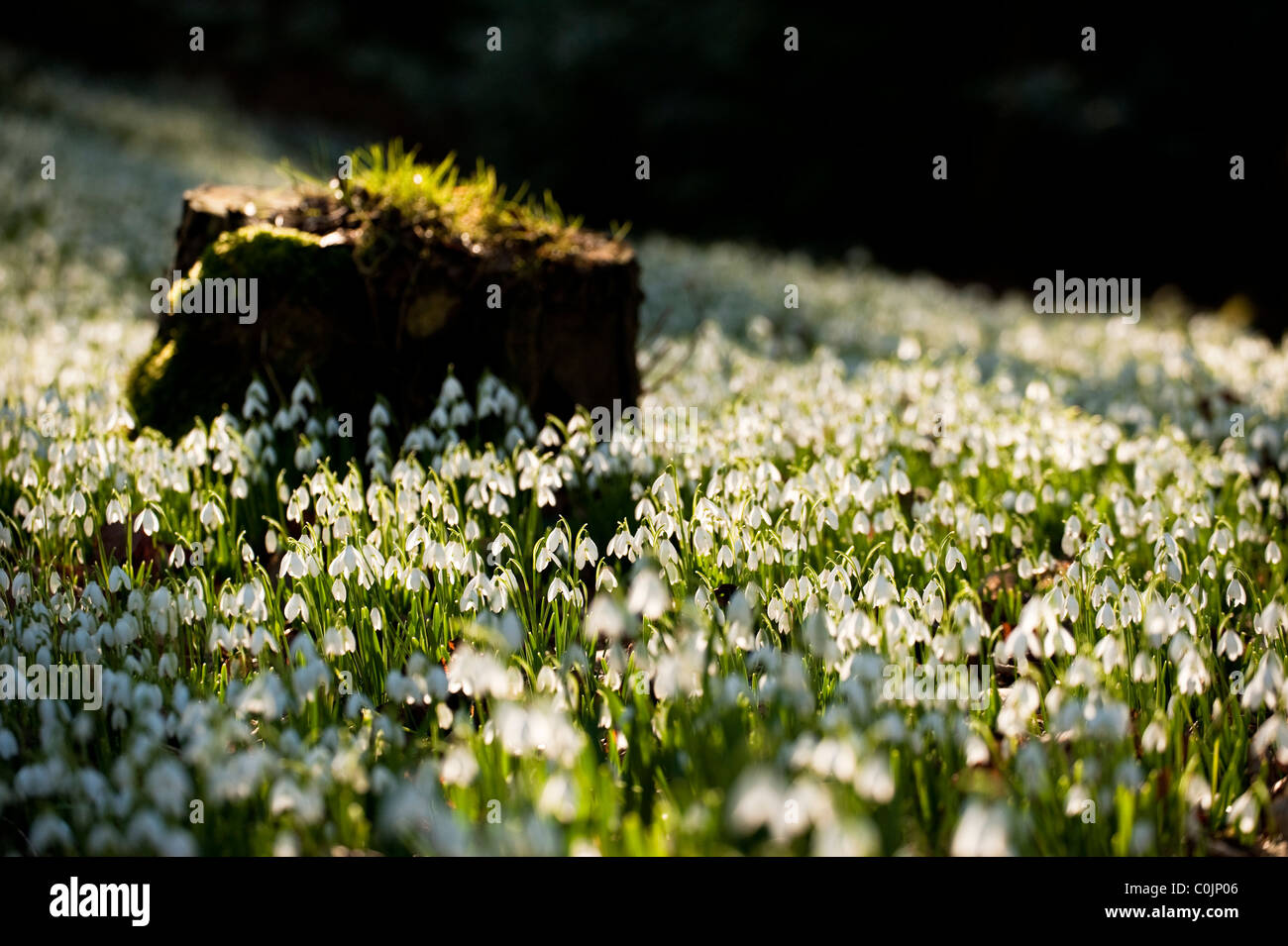 Snowdrop drift uk hi-res stock photography and images - Alamy