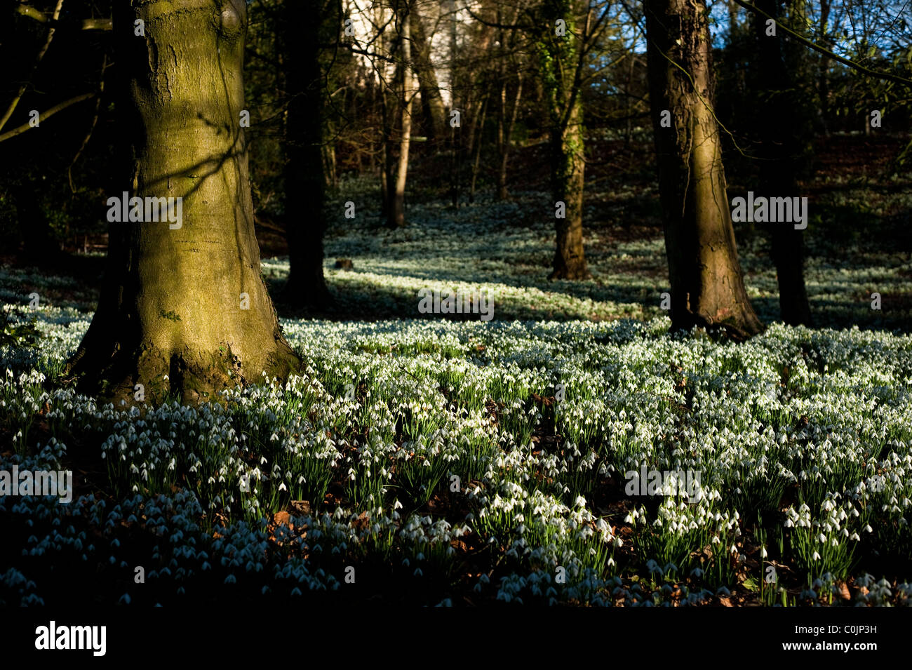 Snowdrop drift uk hi-res stock photography and images - Alamy