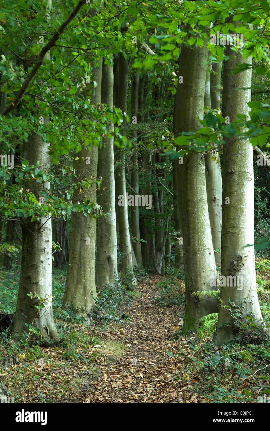 Fishers pond hampshire hi-res stock photography and images - Alamy